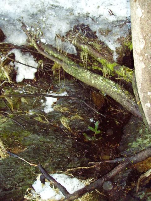 To catch an otter... - Trapperman Forums